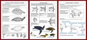 Texte Sur Les Tortues – Le Monde des Reptiles